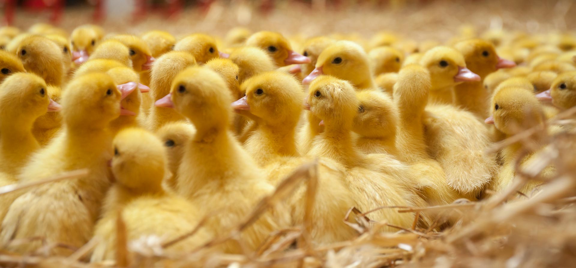 Léon Dupont - Léon Dupont - Le canard des gourmets